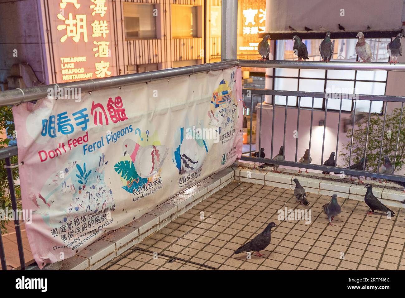 Stop the pigeon hi-res stock photography and images - Alamy