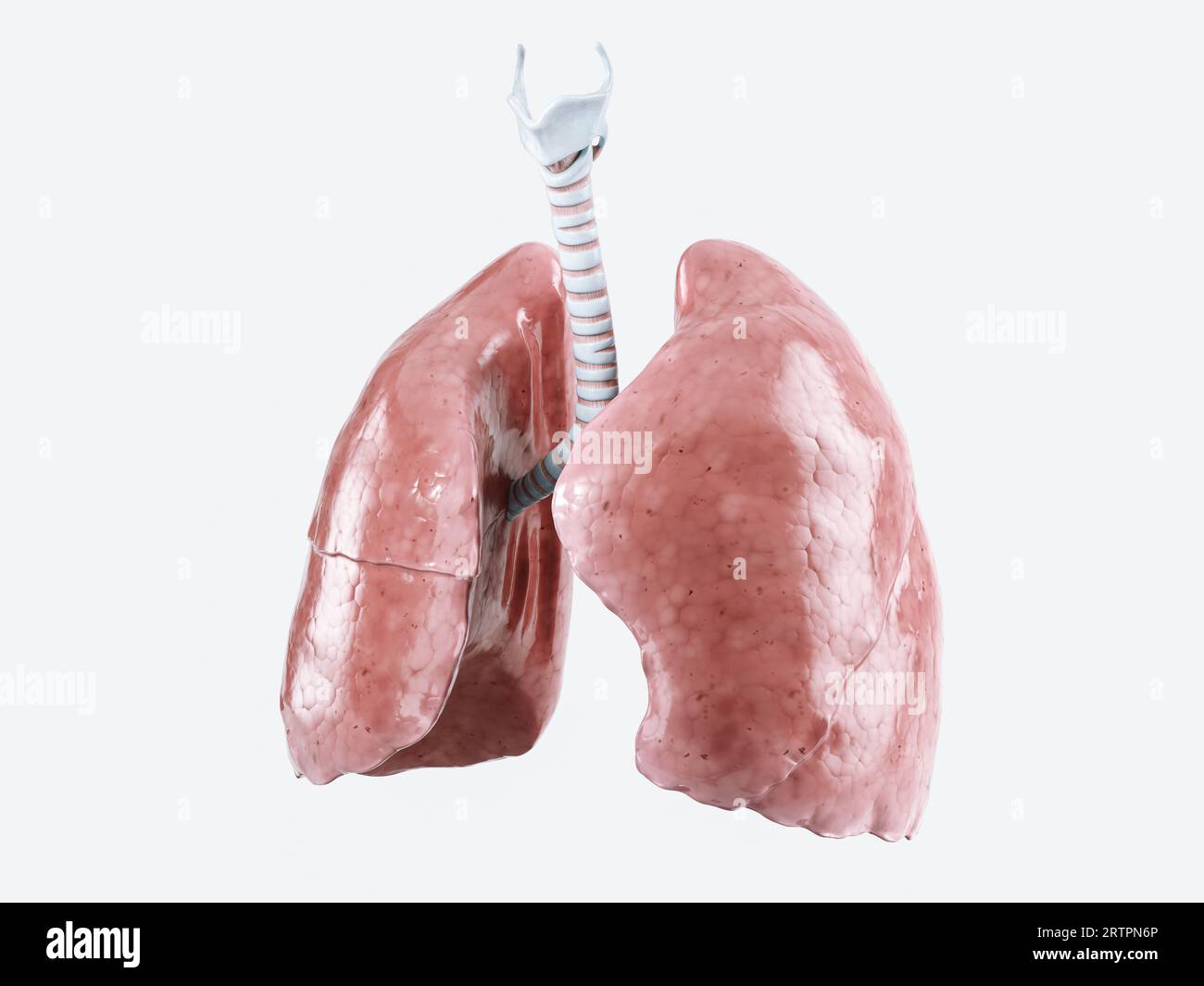 Realistic 3d illustration of internal human organ - lungs isolated on ...