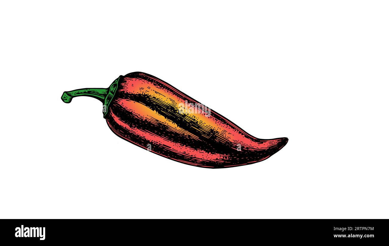 Hand drawn engraving style pepper chilli illustration. Vintage hatching ...