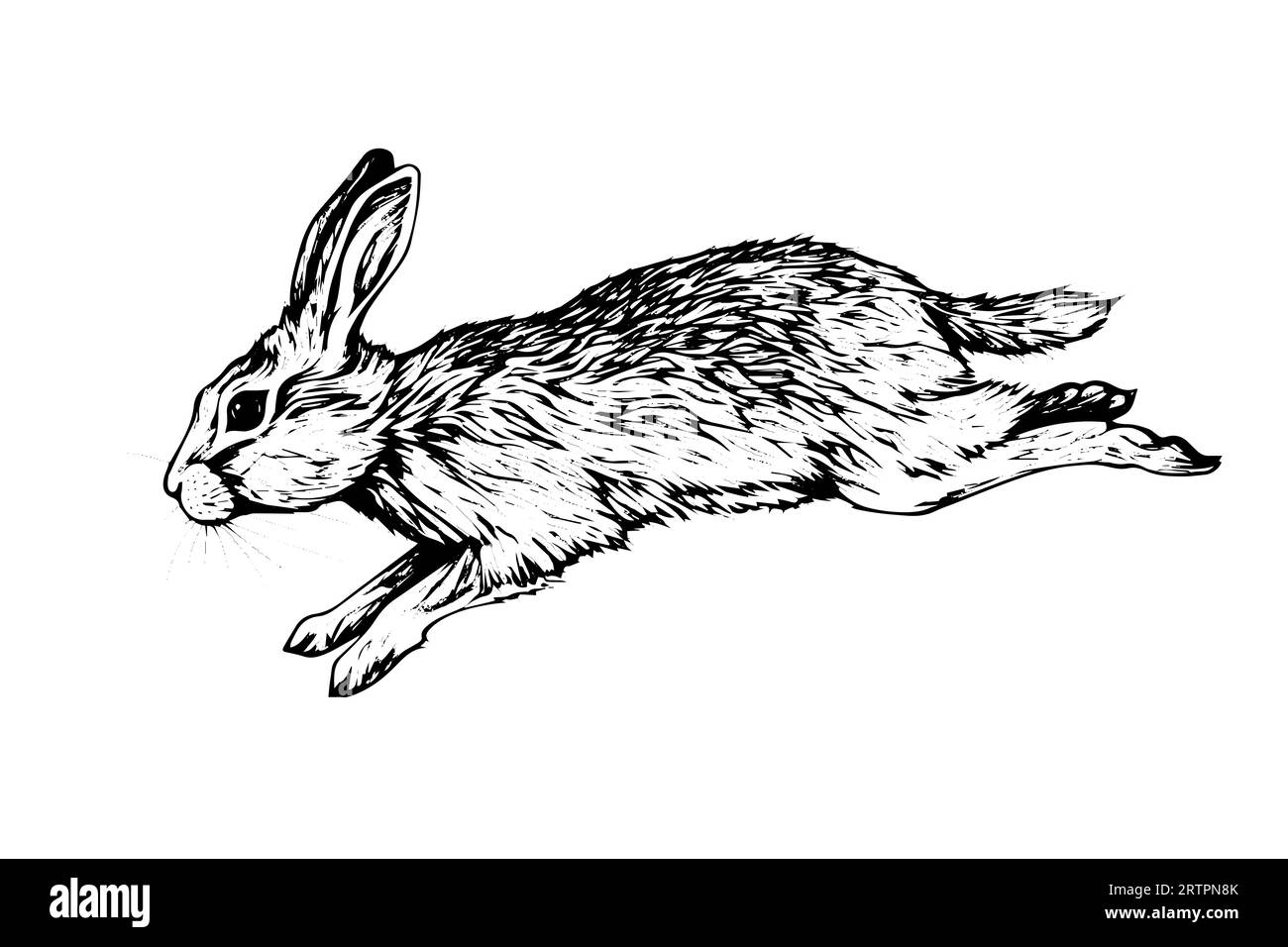 Engraving rabbit on white background .Vector ink sketch illustration ...