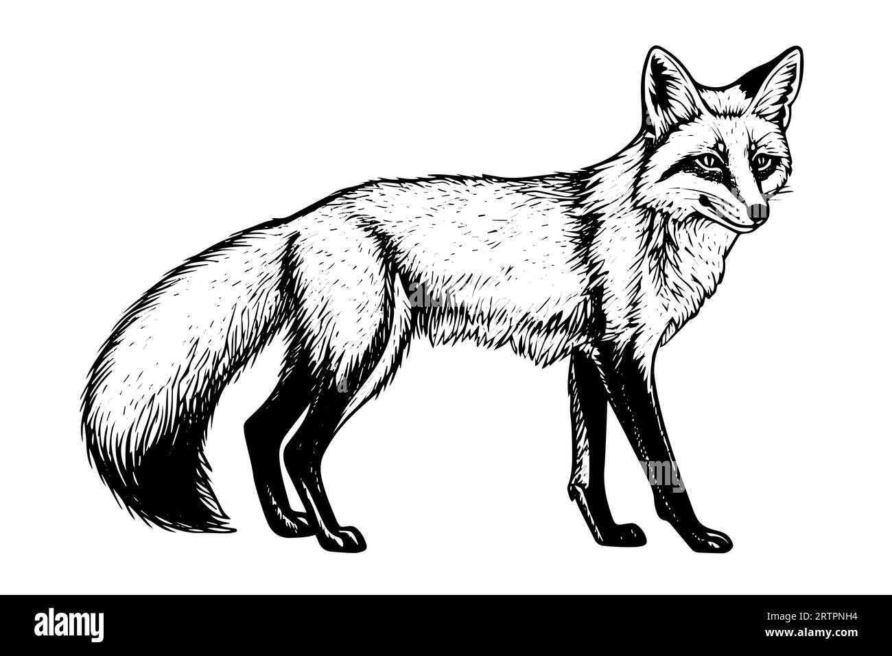 Fox hand drawn ink sketch. Engraving vintage style vector illustration ...