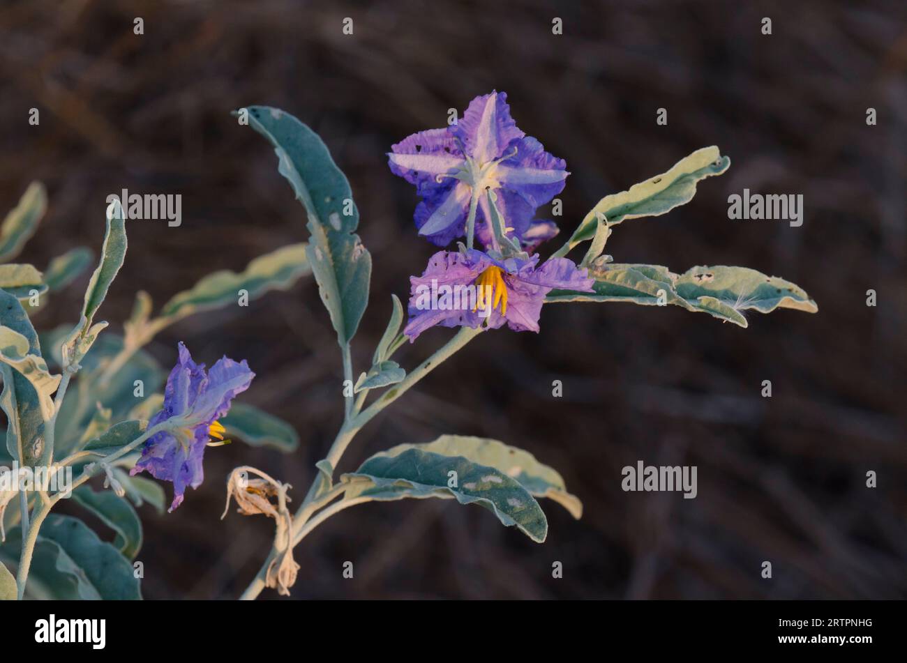 Silverleaf Nightshade, Solanum elaeagnifolium Stock Photo - Alamy
