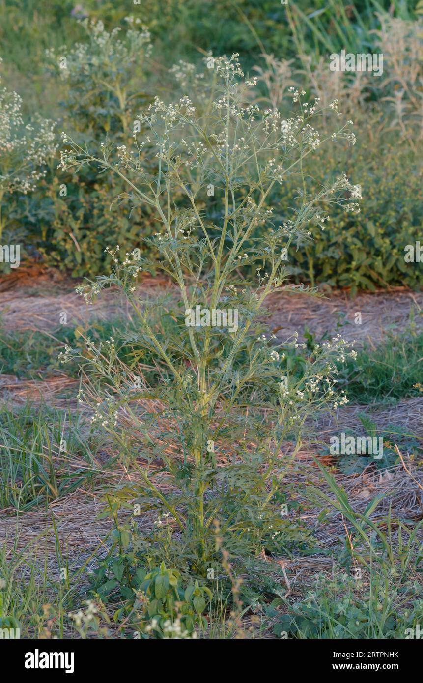Parthenium hysterophorus hi-res stock photography and images - Alamy