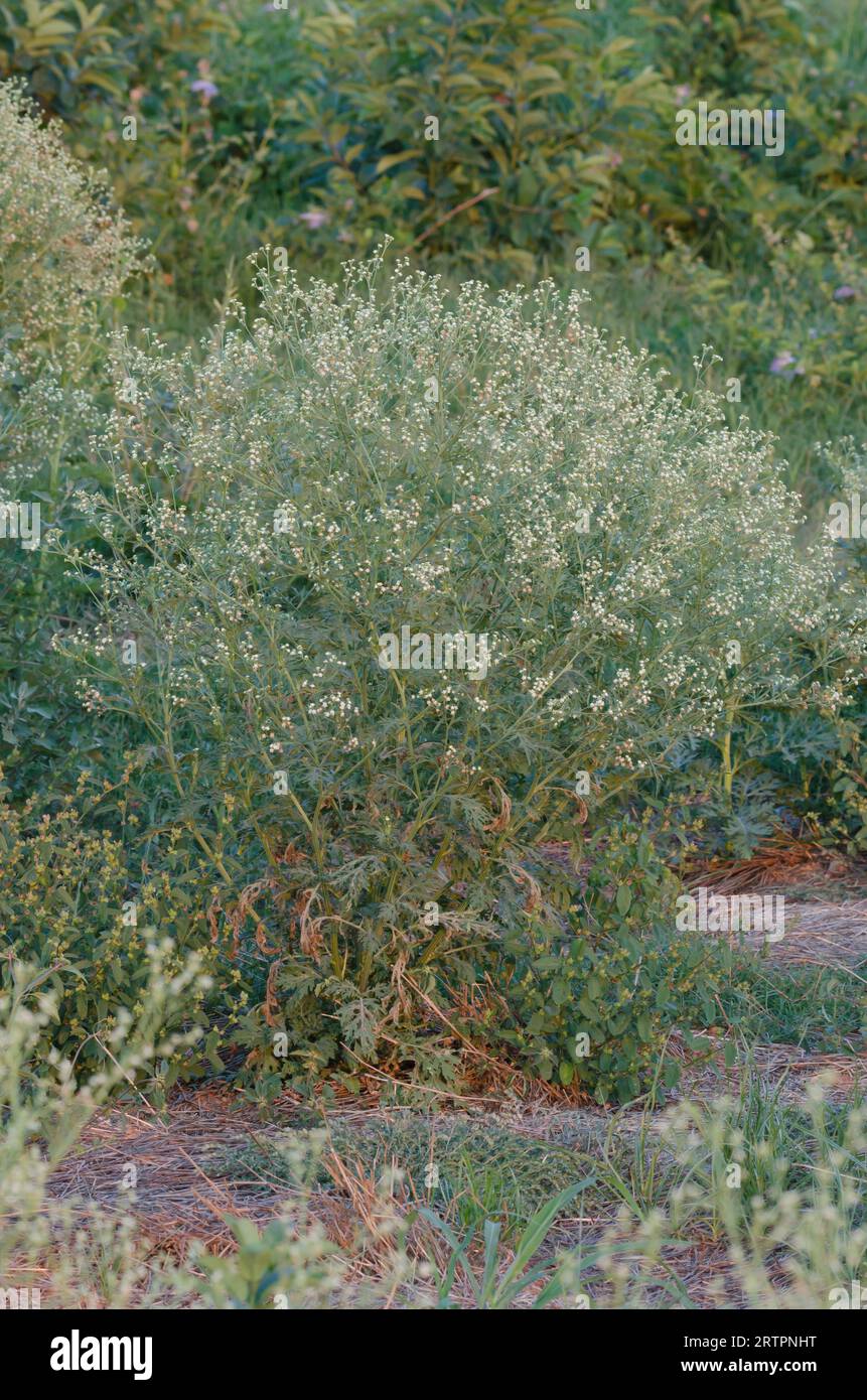 Parthenium Weed, Parthenium hysterophorus Stock Photo - Alamy