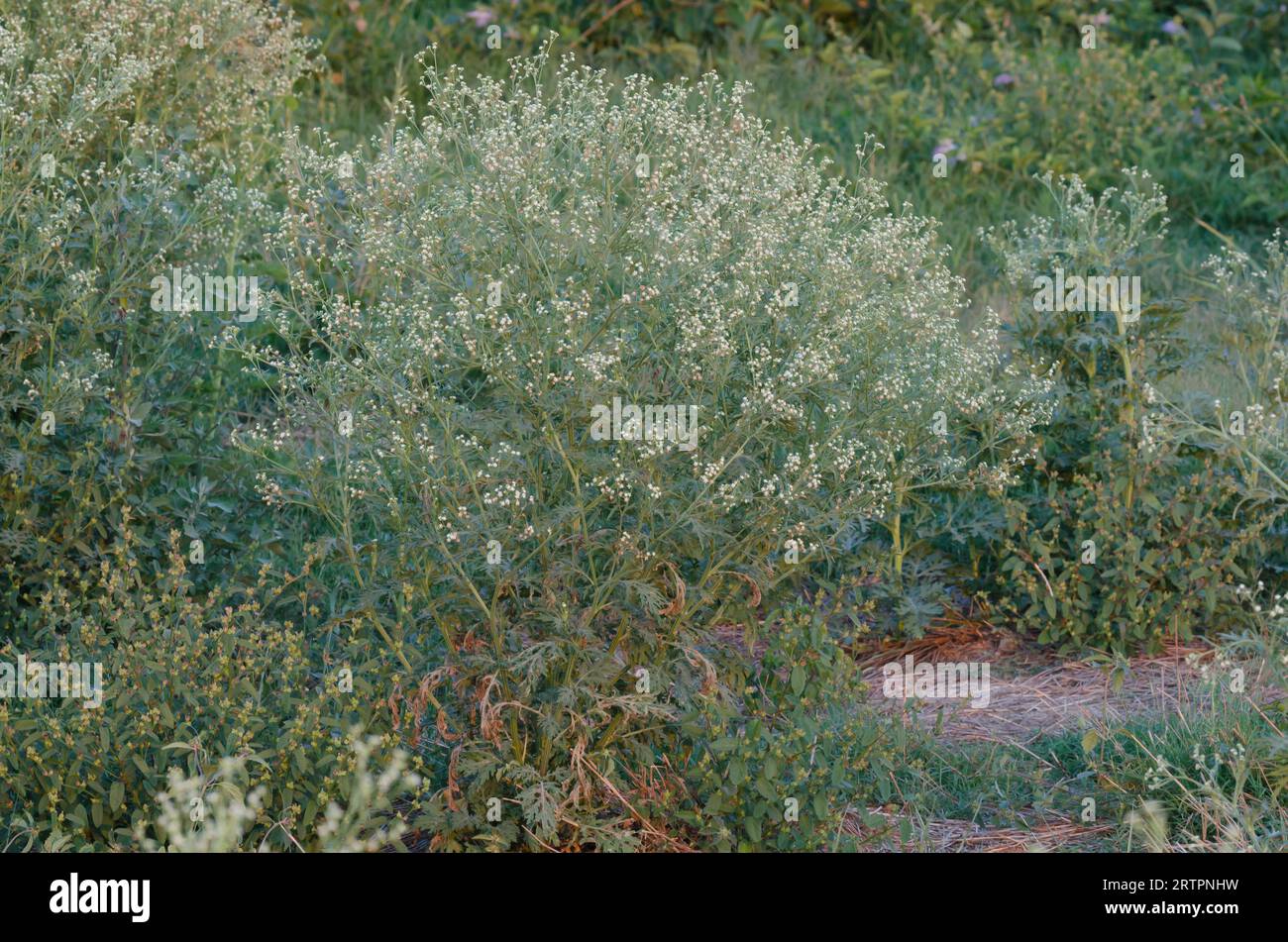 Parthenium Weed, Parthenium hysterophorus Stock Photo - Alamy