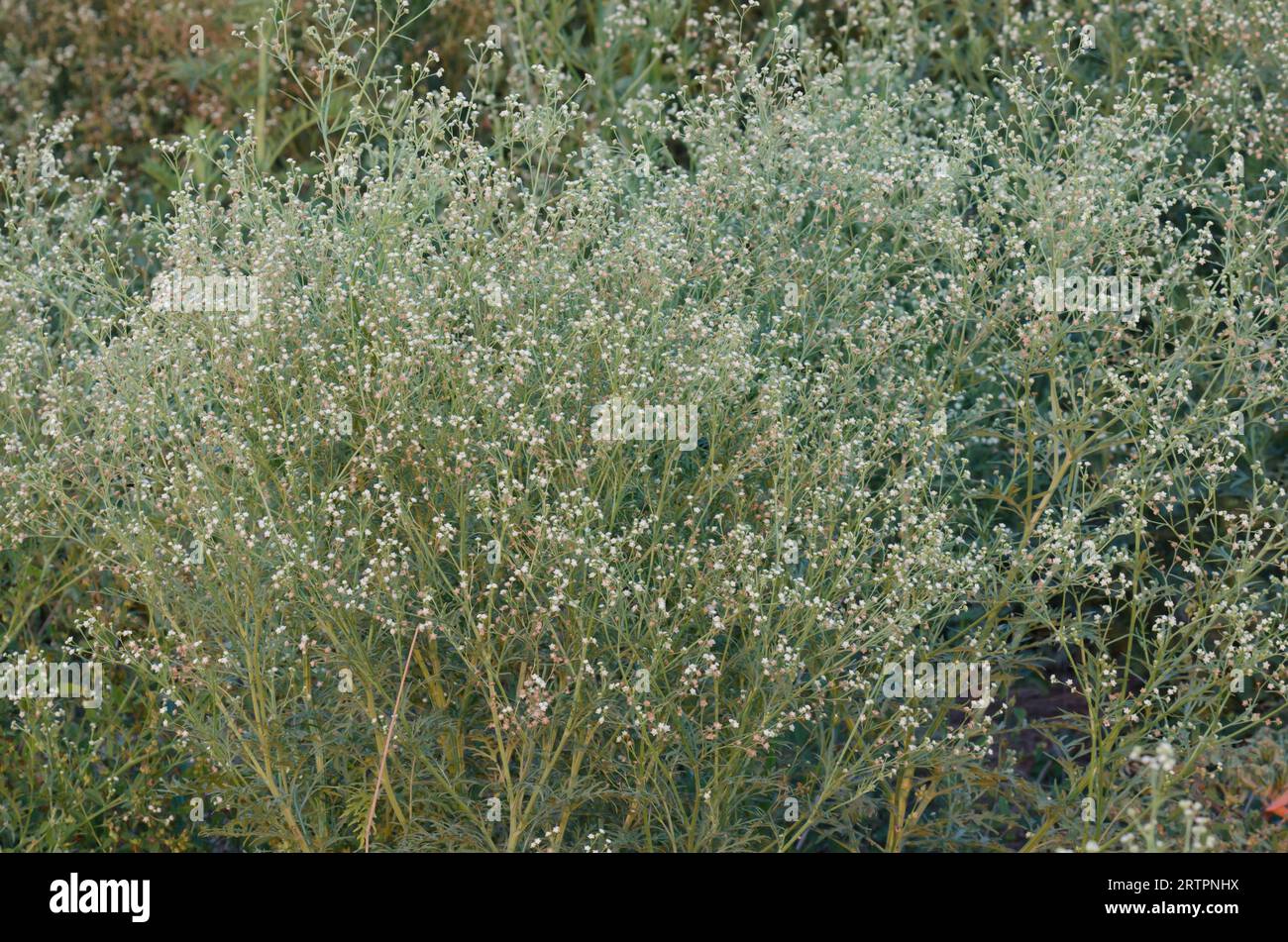 Parthenium Weed, Parthenium hysterophorus Stock Photo - Alamy