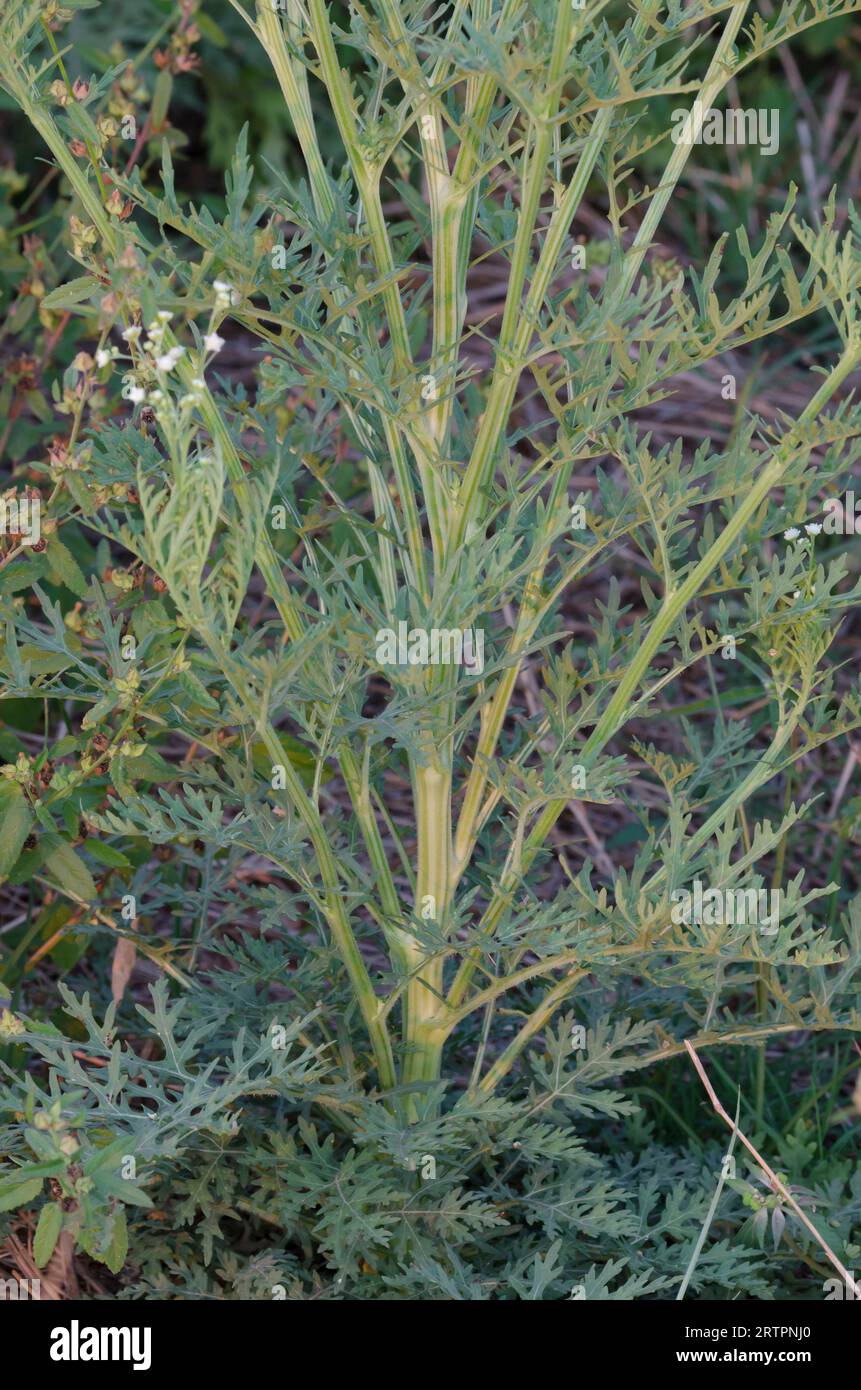Parthenium Weed, Parthenium hysterophorus, base of plant Stock Photo ...