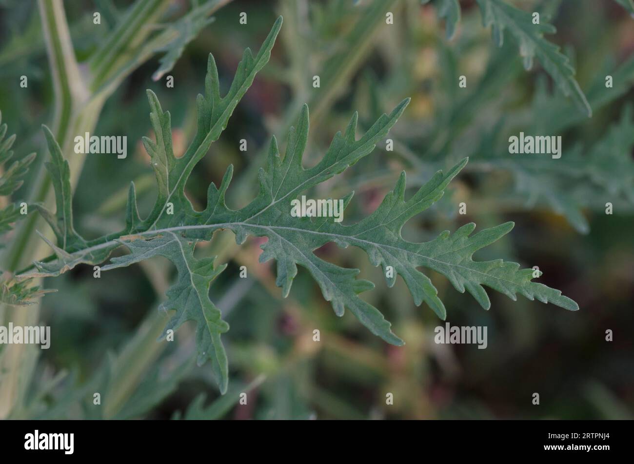 Parthenium Weed, Parthenium hysterophorus, leaf Stock Photo - Alamy