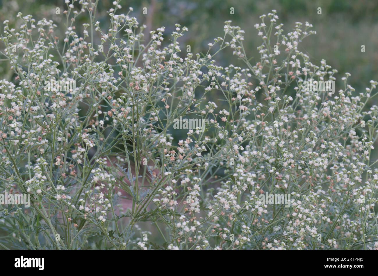 Parthenium Weed, Parthenium hysterophorus Stock Photo - Alamy