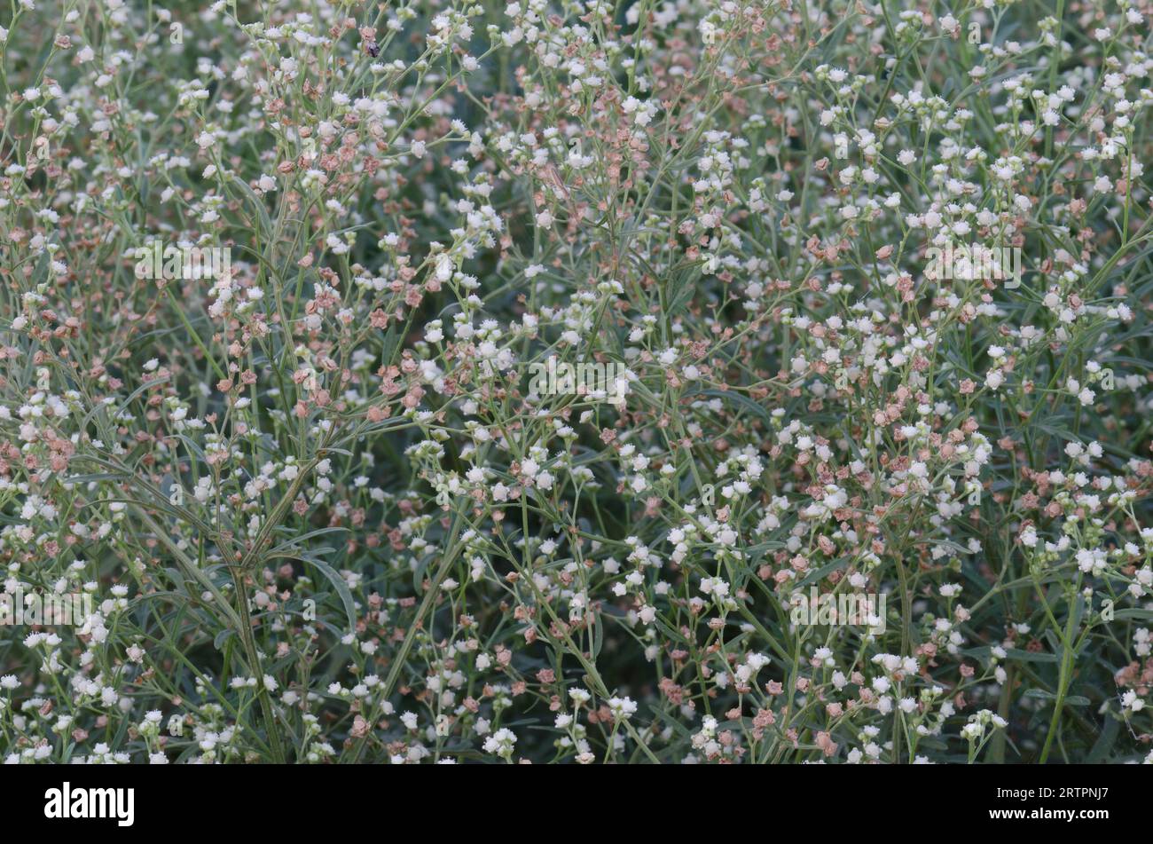 Parthenium Weed, Parthenium hysterophorus Stock Photo - Alamy
