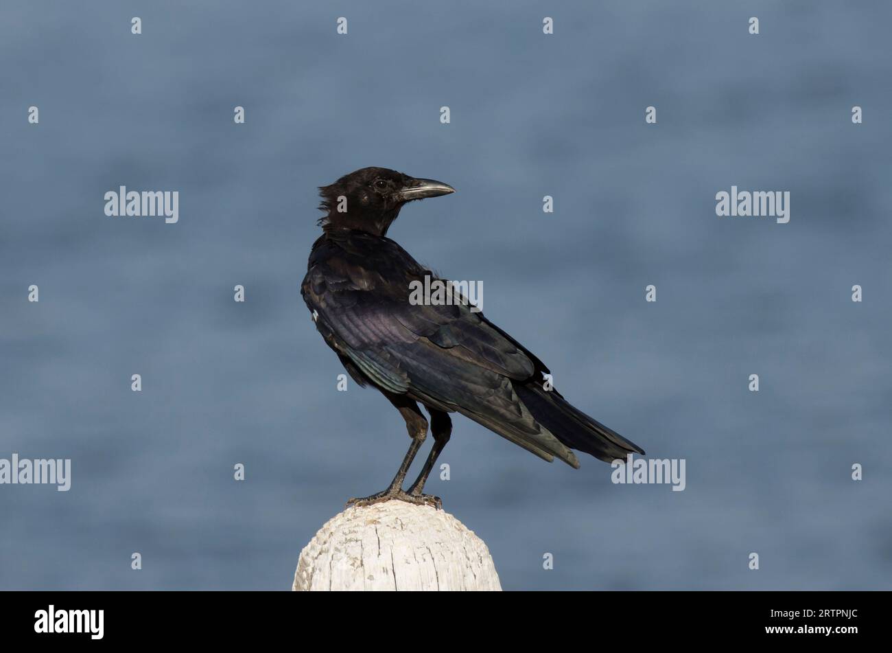 American Crow, Corvus brachyrhynchos Stock Photo - Alamy