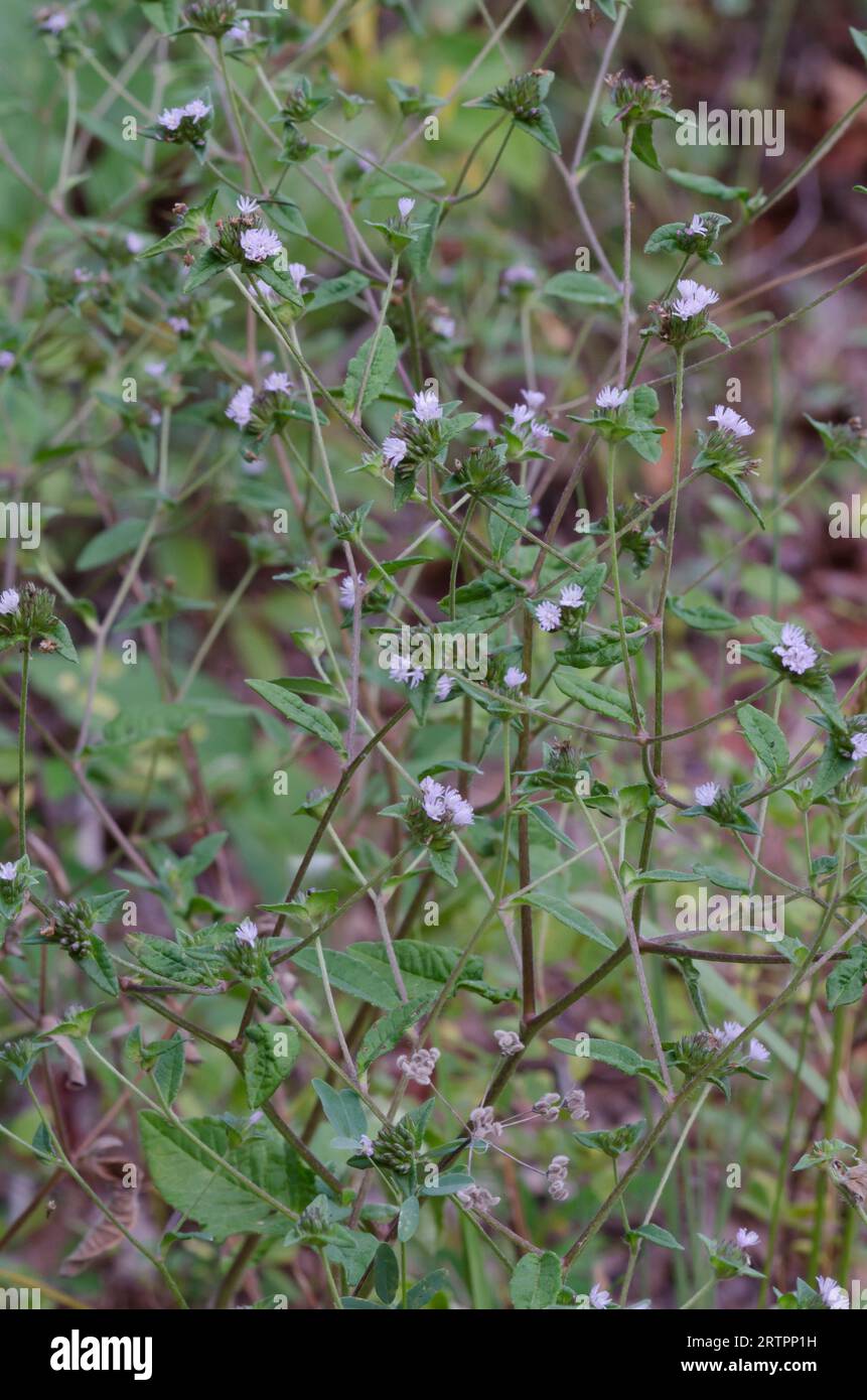 Carolina elephantsfoot hi-res stock photography and images - Alamy