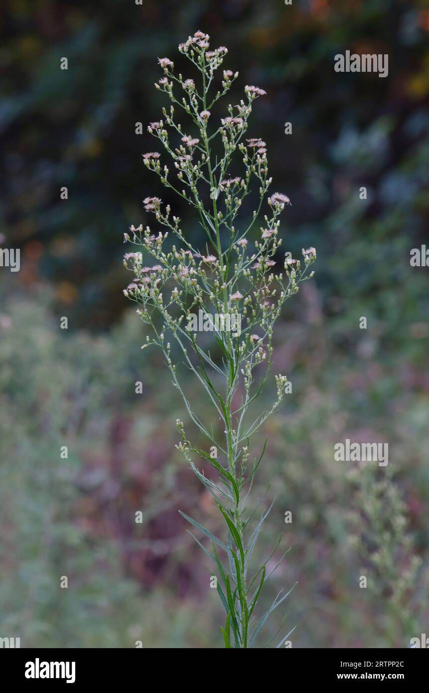 Horseweed, Conyza canadensis Stock Photo - Alamy