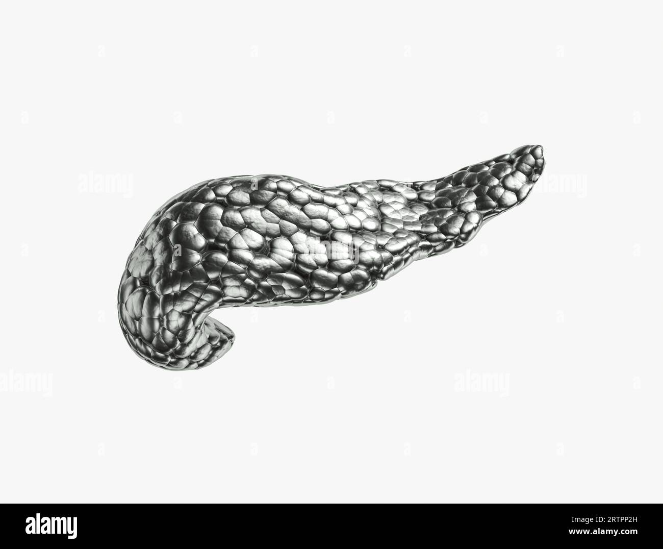 3d illustration of human pancreas made of metal isolated on white ...