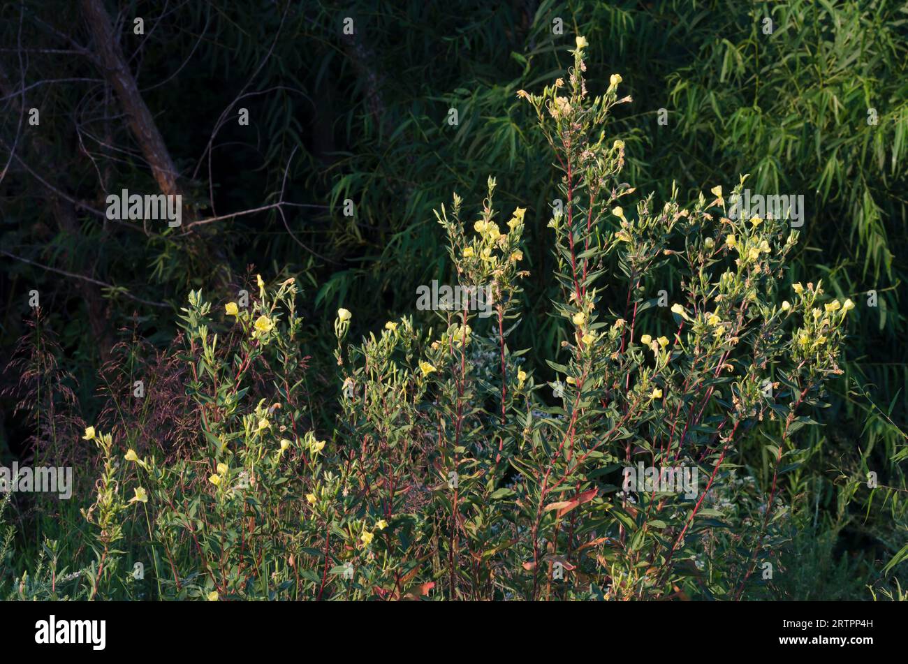 Common Evening Primrose, Oenothera villosa Stock Photo - Alamy