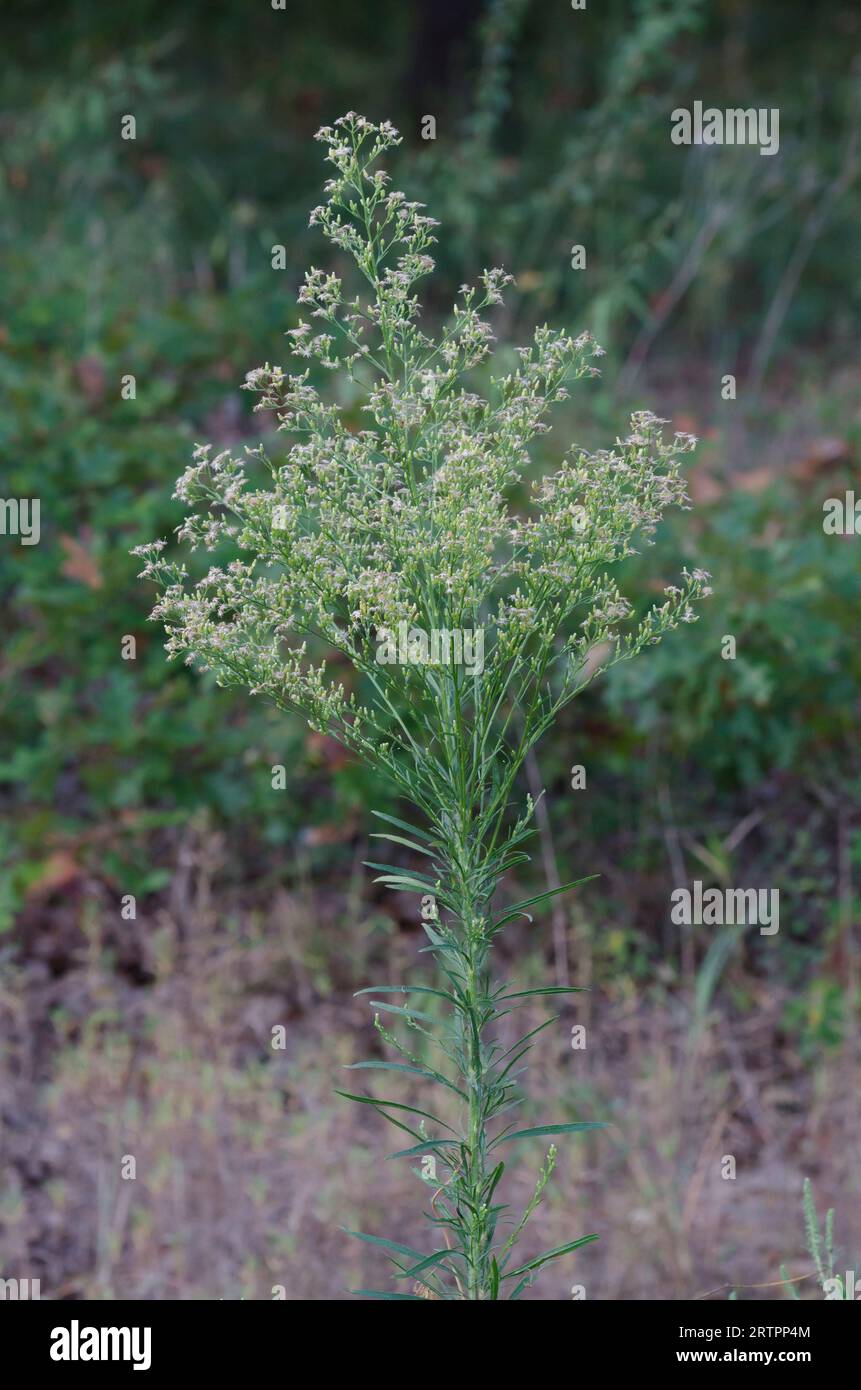 Horseweed, Conyza canadensis Stock Photo - Alamy