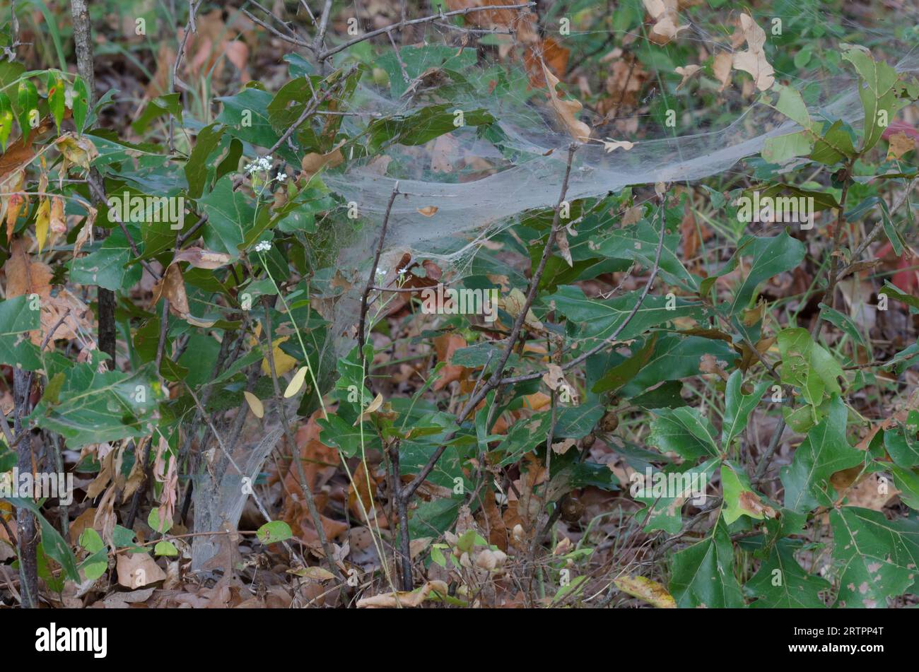 A funnel leaf hi-res stock photography and images - Alamy
