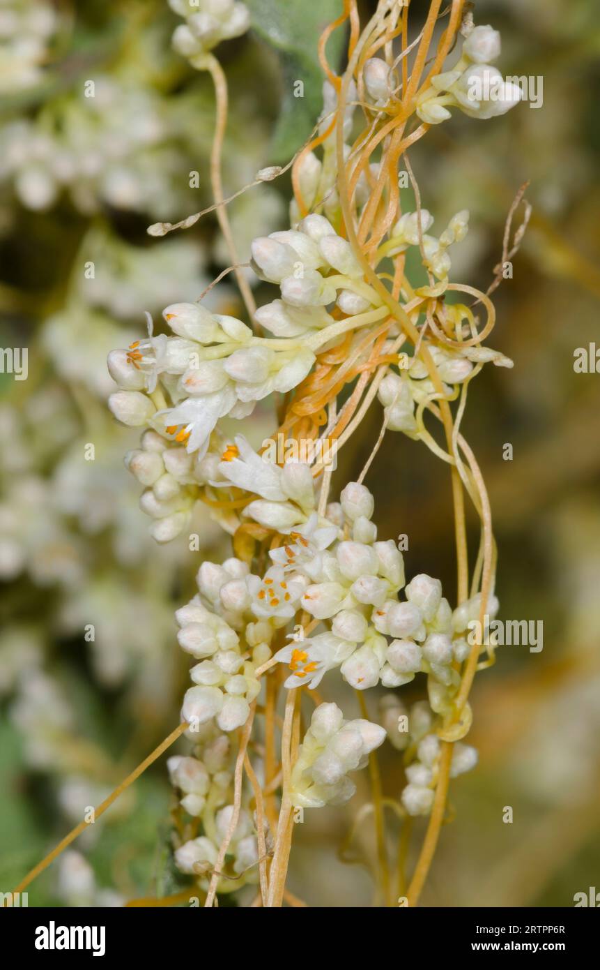Cuscuta hi-res stock photography and images - Alamy