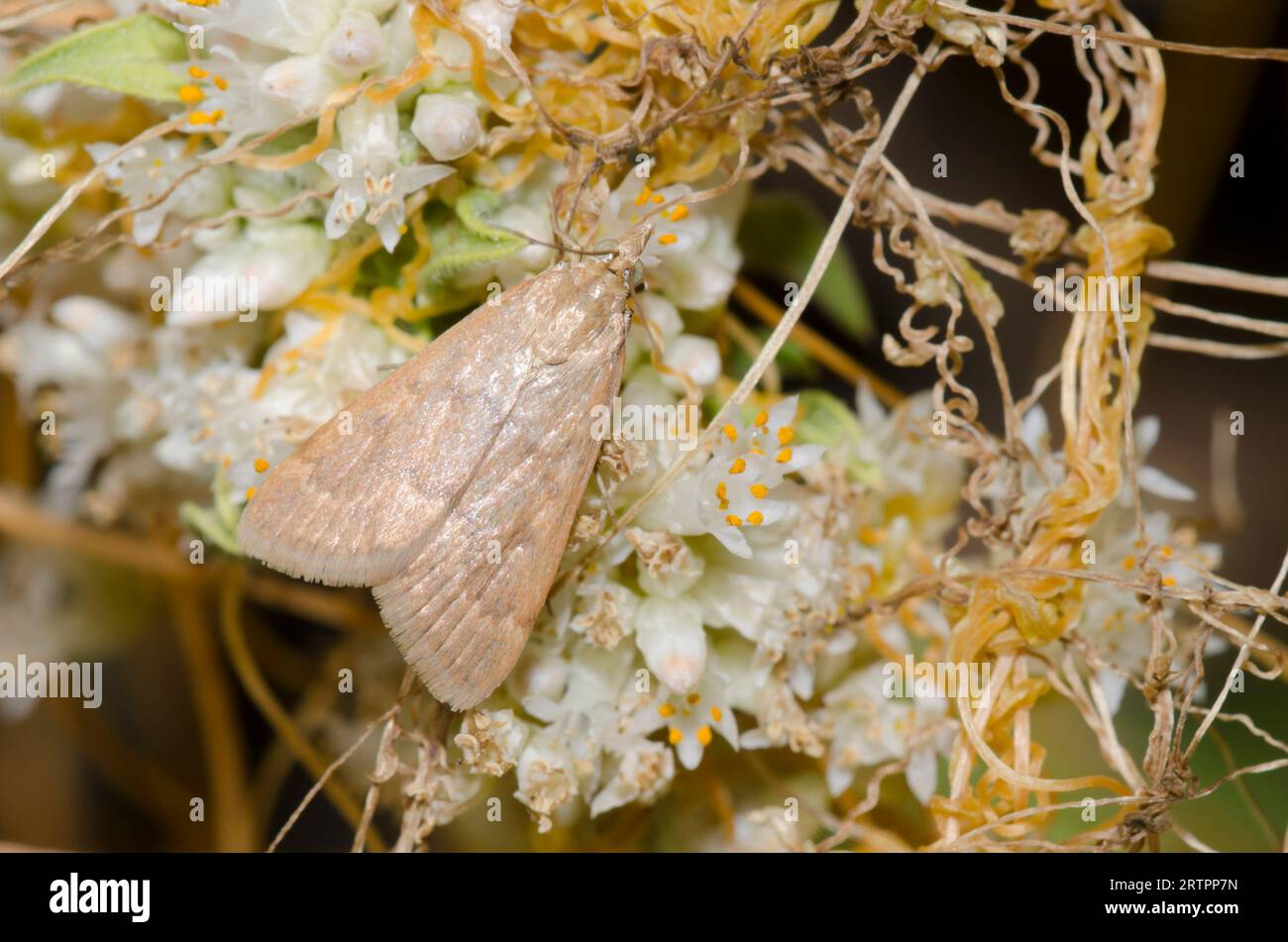 Garden webworm moth hi-res stock photography and images - Alamy