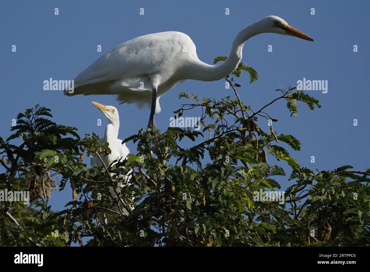 India. 03rd Sep, 2023. Egrets perch on tree branches near the lake in ...