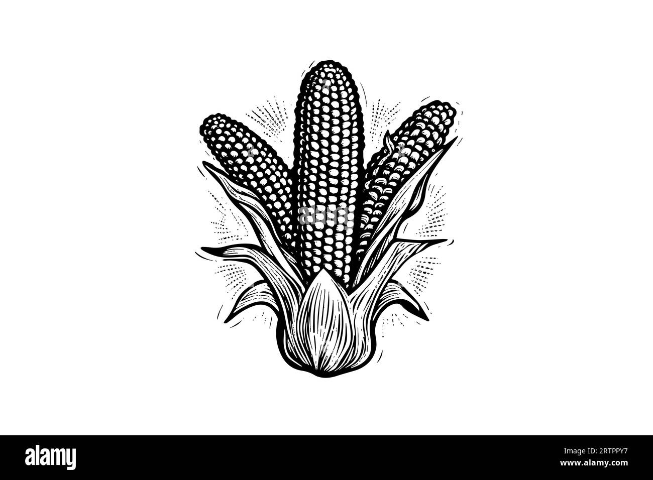Corn hand drawing sketch vintage engraving vector illustration Stock ...