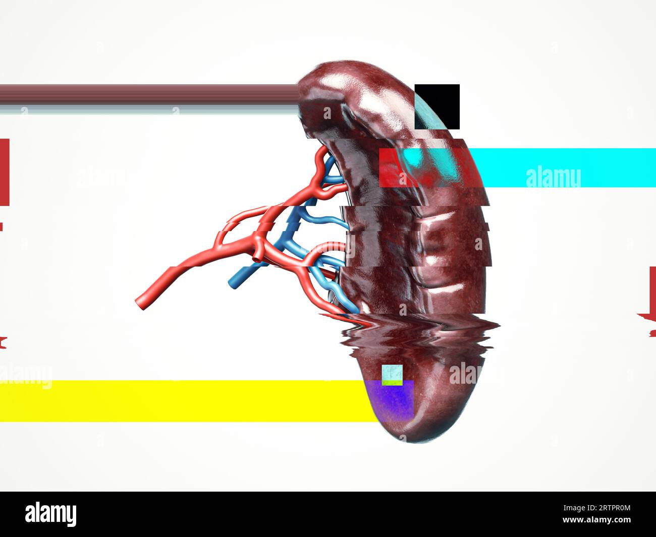 Realistic 3d illustration of anatomical model of human spleen with ...