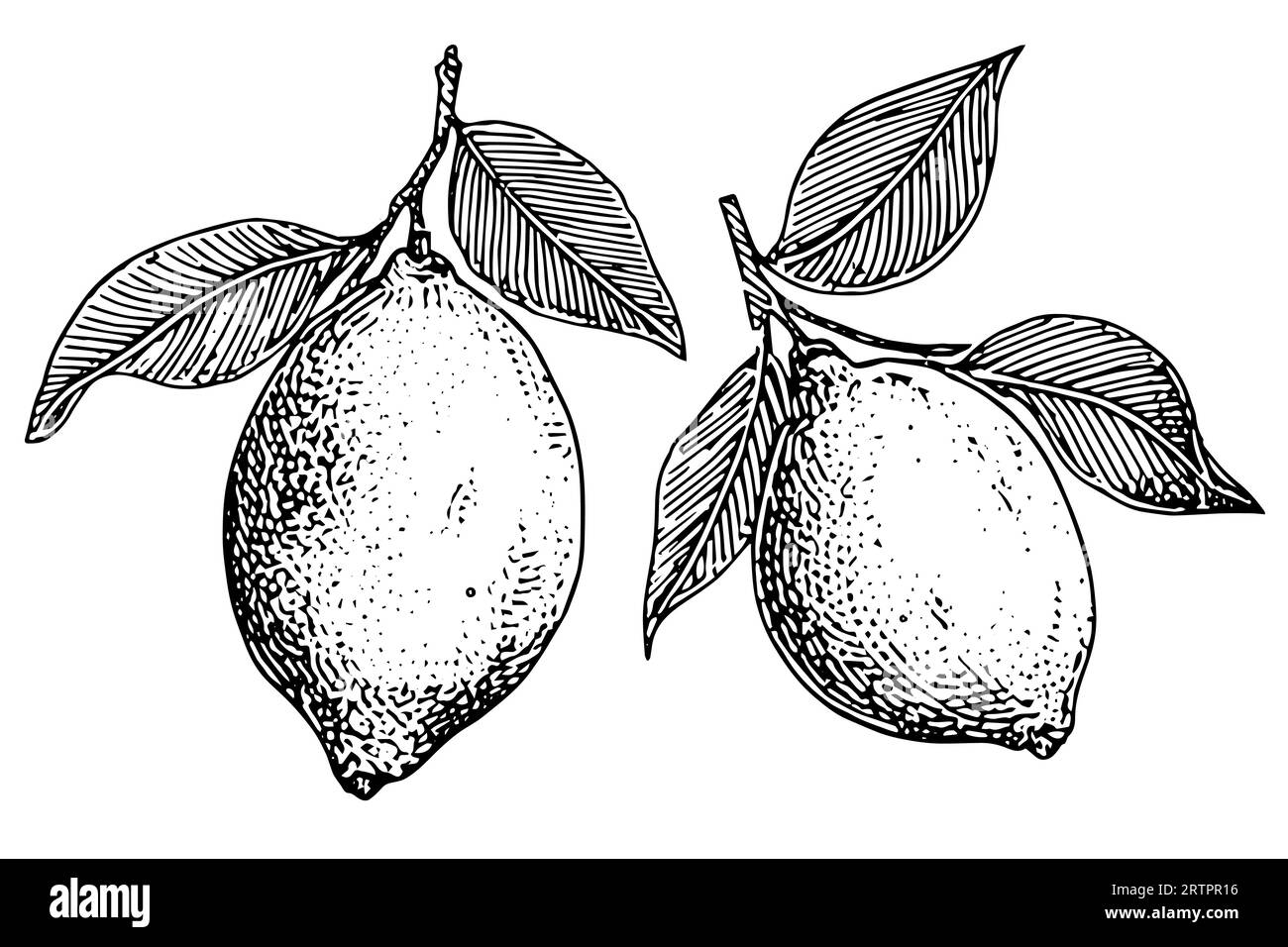 Hand drawn ink sketch vector illustration of lemon. Citrus in engraving style vector ...