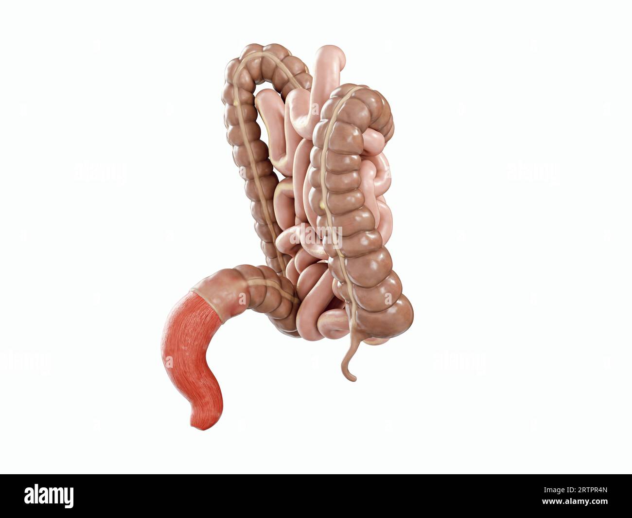 3d illustration of human internal organ - intestine. Large and small ...