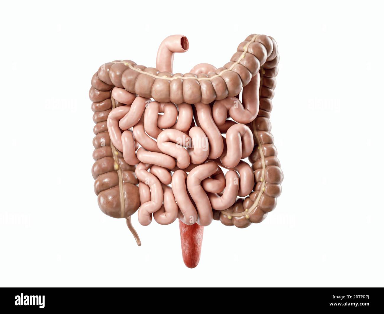 3d illustration of human internal organ - intestine. Large and small ...