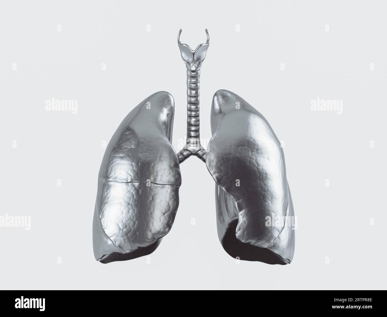 3d illustration of human lungs made of metal isolated on white ...