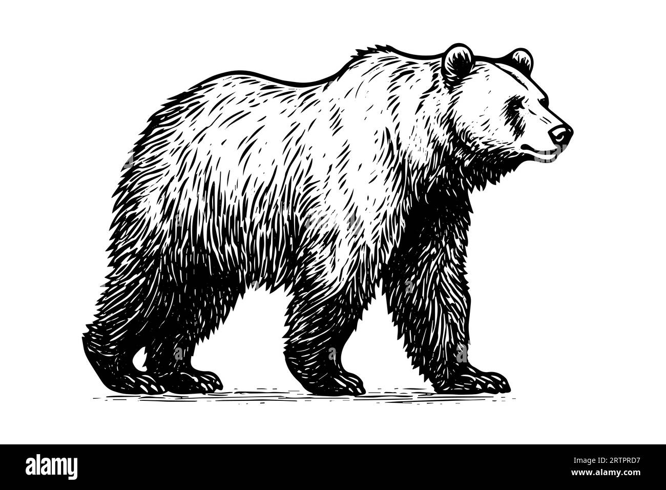 Ink hand drawing sketch bear mascot or logotype. Vector Illustration in ...