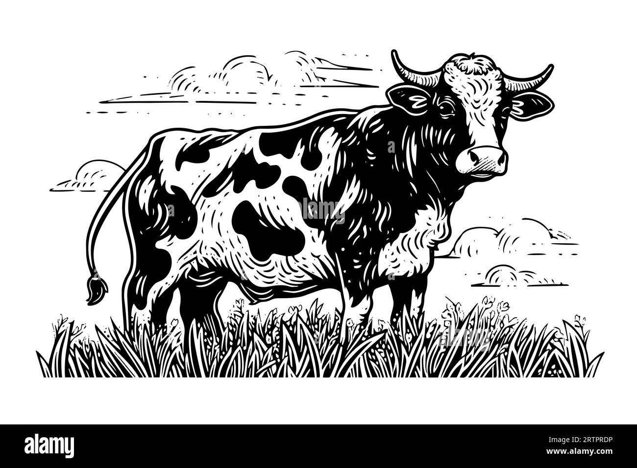 Cow grazes in the field. Vector hand drawn engraving style illustration ...