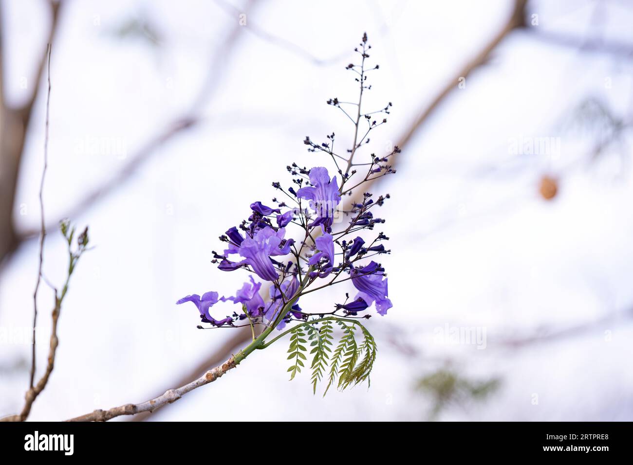 Blue Jacaranda Tree of the species Jacaranda mimosifolia with flowers and selective focus Stock ...