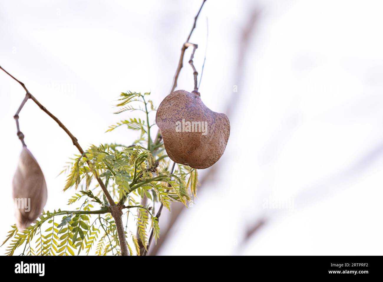 Blue Jacaranda Tree Fruits of the species Jacaranda mimosifolia Stock ...