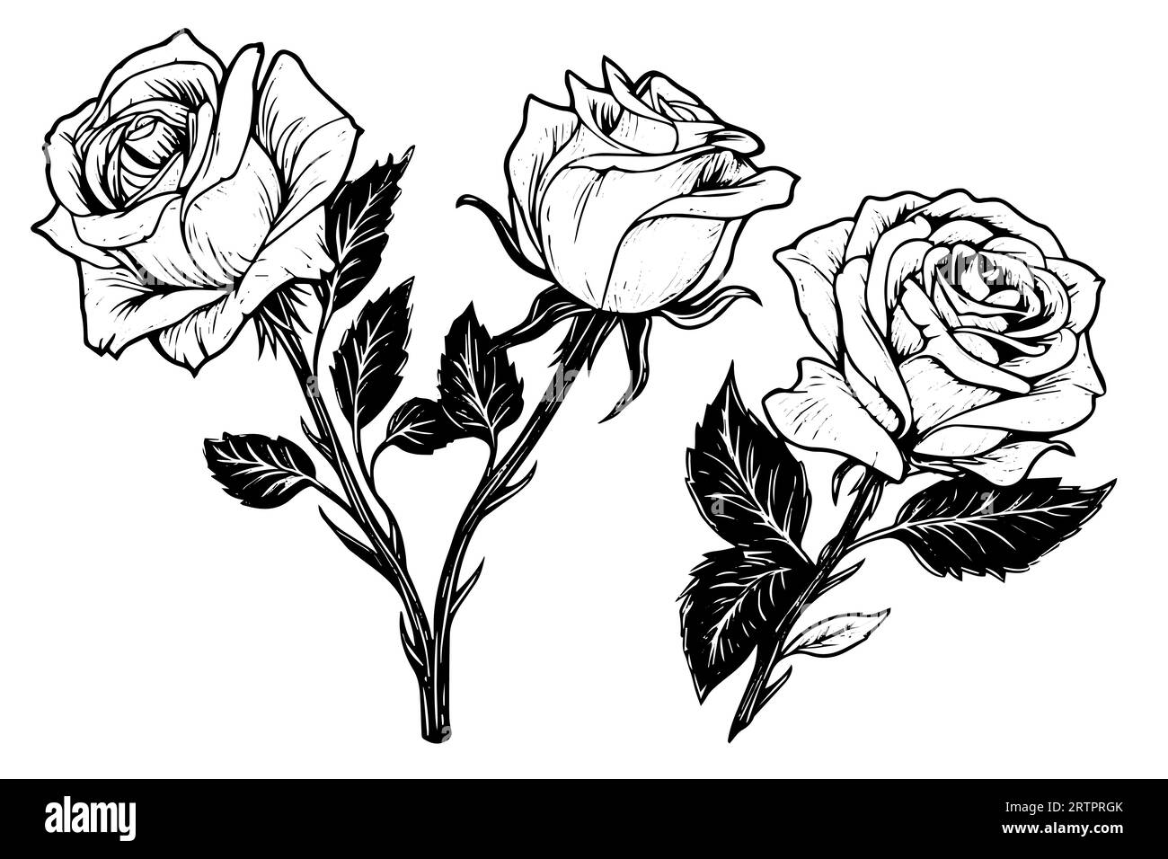 Vintage rose flower engraving calligraphic .Victorian style tattoo ...