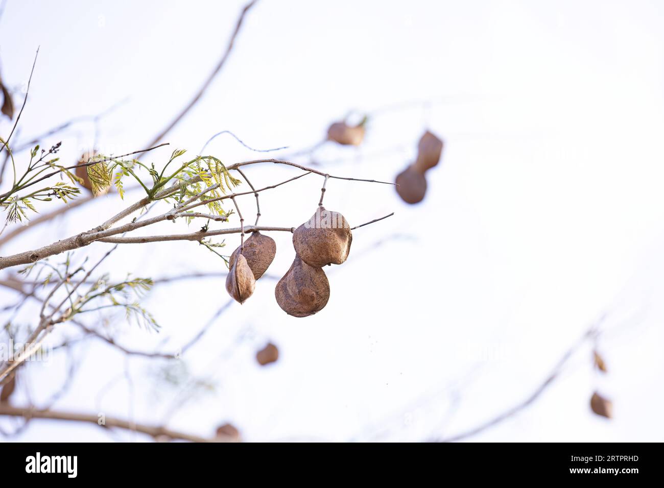 Blue Jacaranda Tree Fruits of the species Jacaranda mimosifolia Stock ...