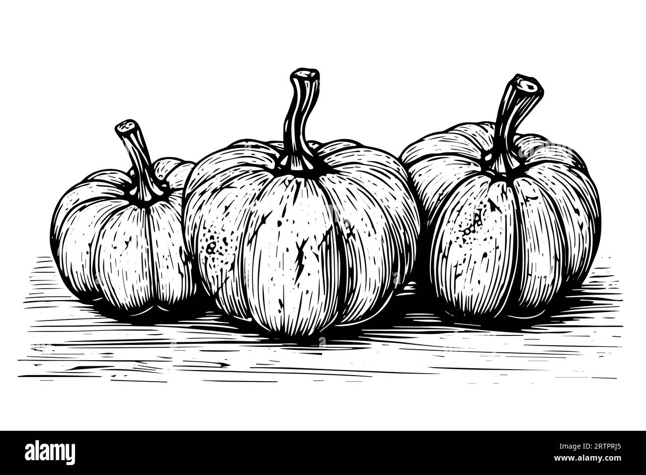 Ink sketch of pumpkin isolated on white background. Hand drawn vector ...