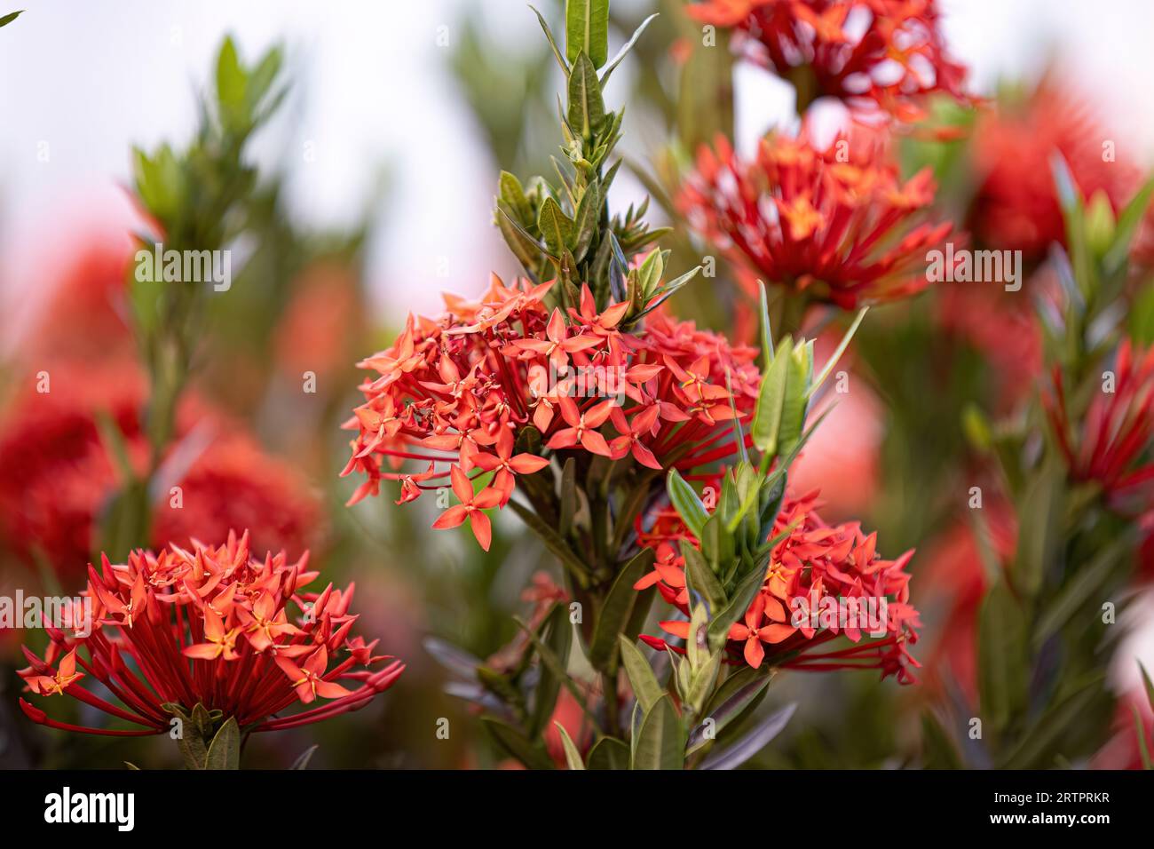 Ixora genus hi-res stock photography and images - Alamy
