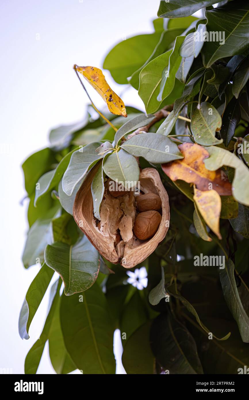 Brazilian Provision Tree Fruit of the species Pachira aquatica Stock ...