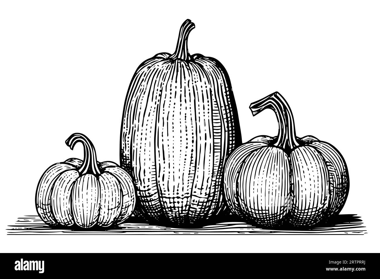 Ink sketch of pumpkin isolated on white background. Hand drawn vector ...