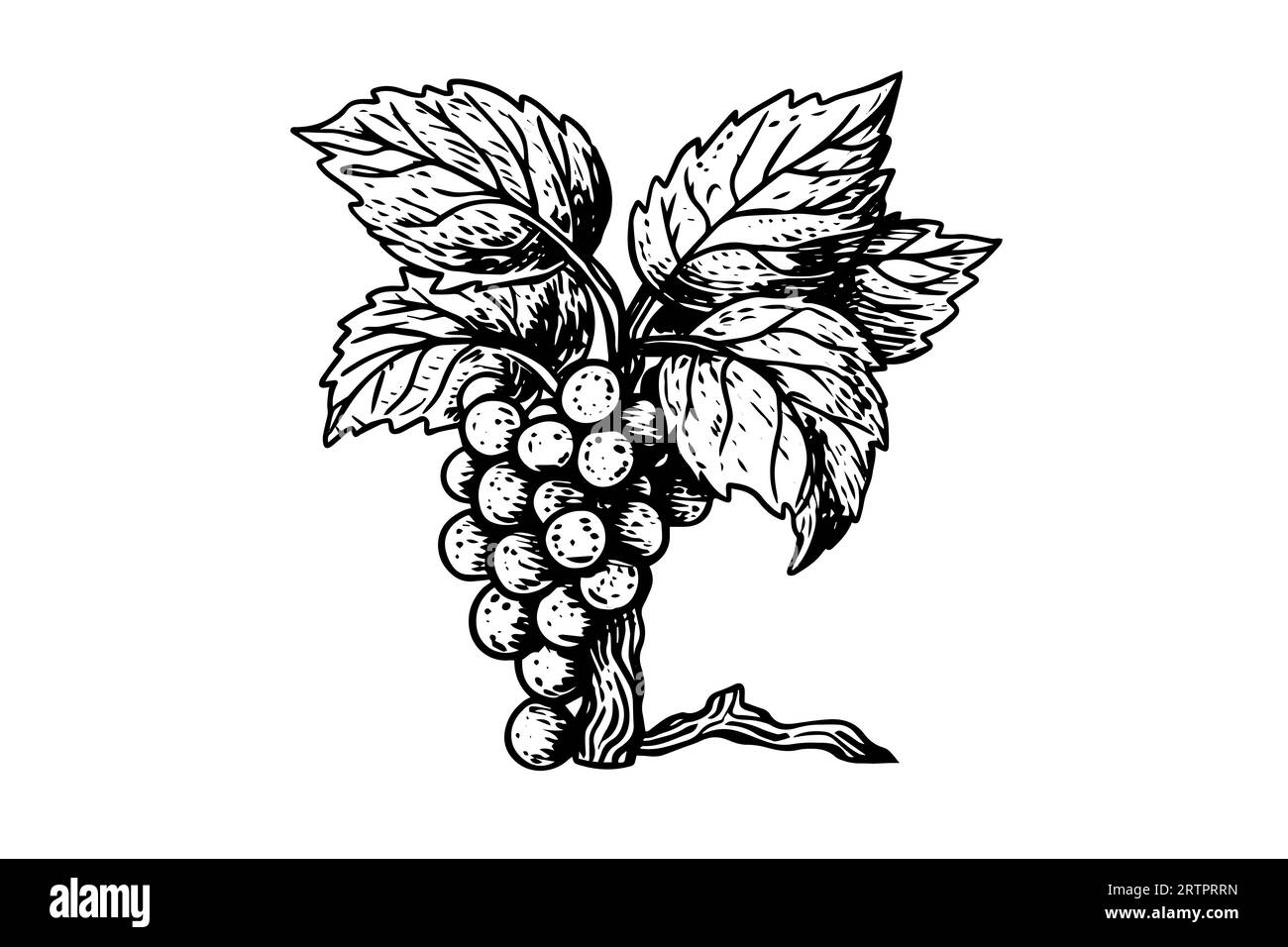 Hand drawn ink sketch of grape on the branch. Engraving style vector ...