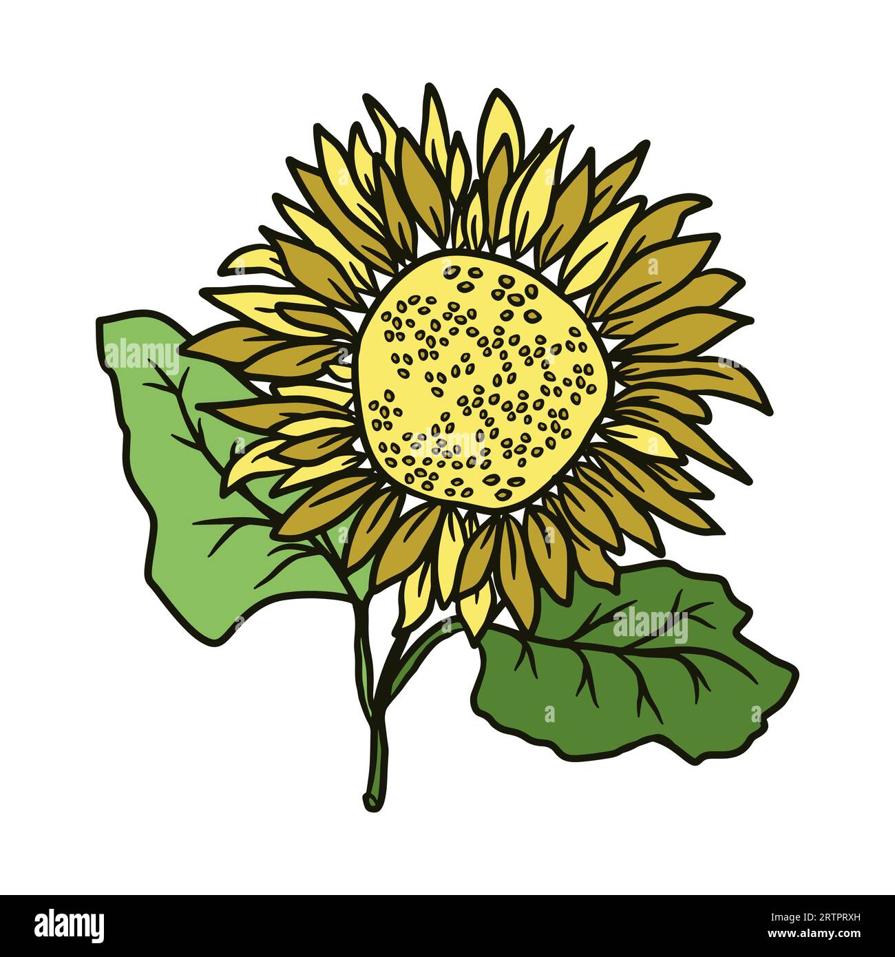 Sunflower hand drawn illustration in color for design. Vector doodle ...