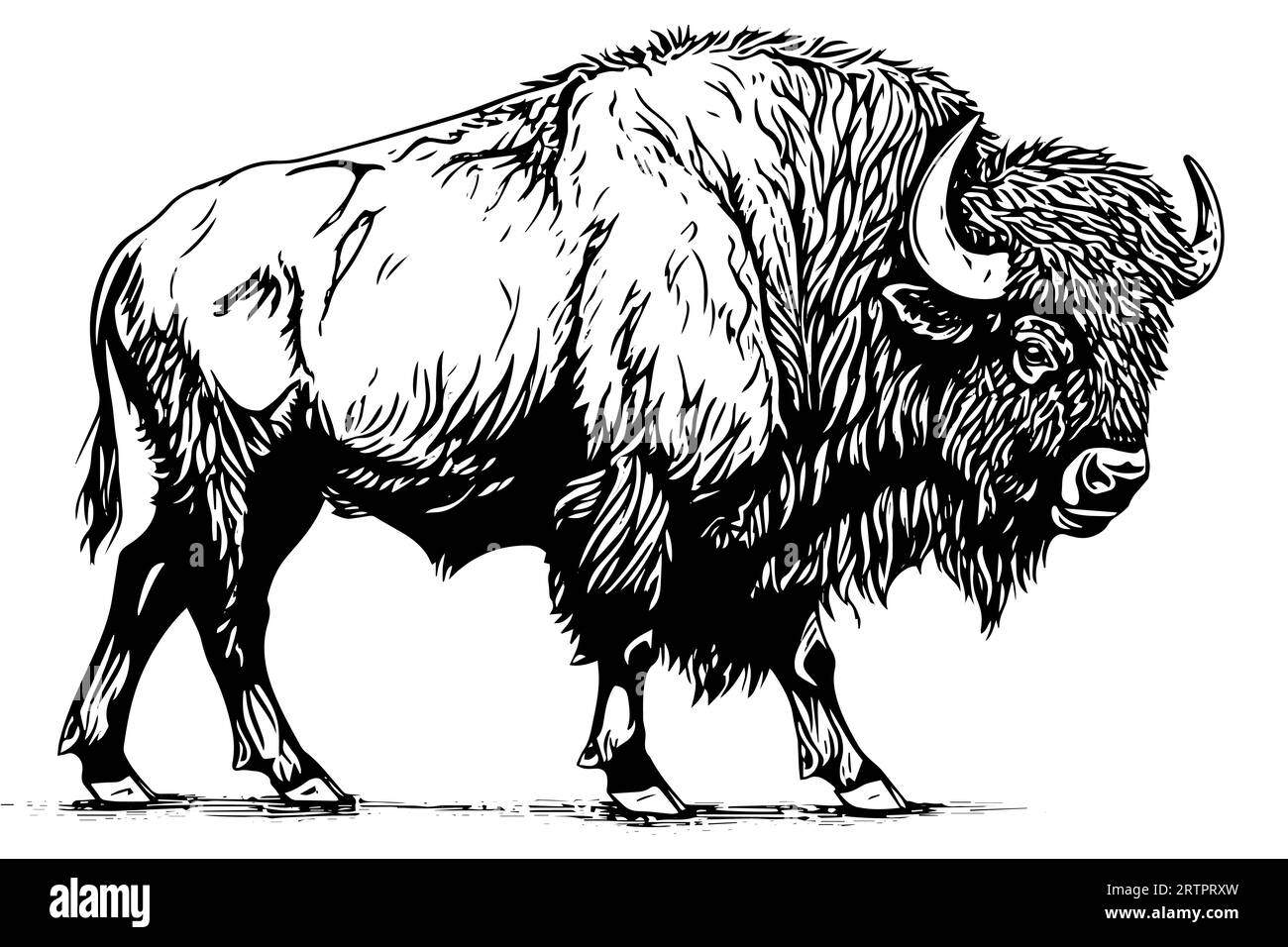 Hand drawn buffalo. Vector illustration of bull ink sketch engraving ...