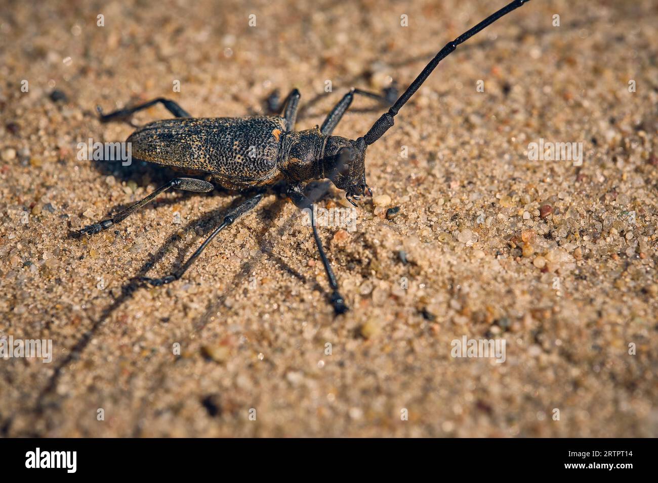 Black fir barbel sandy background.Eurasian species of large beetles ...