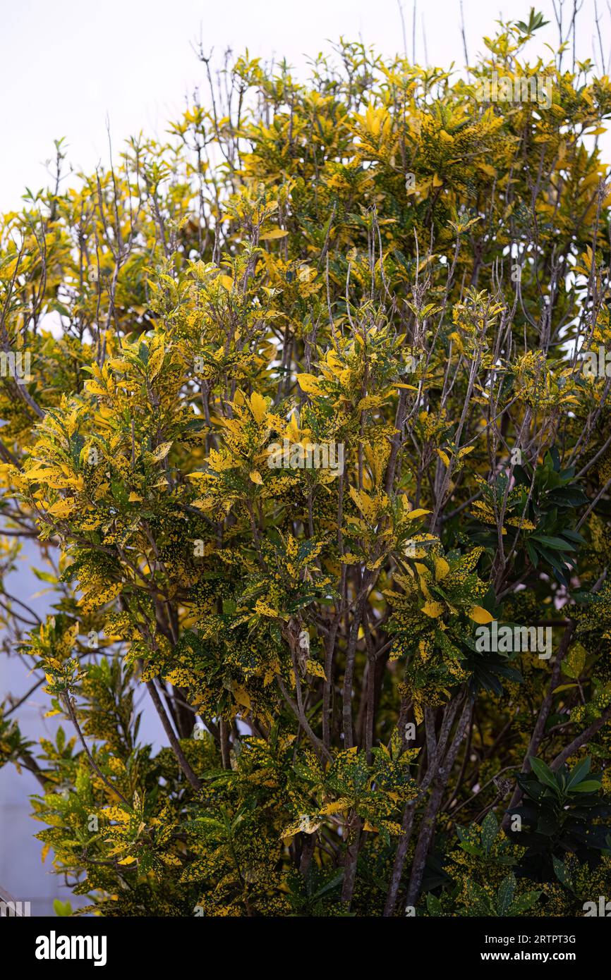 Variegated Croton Plant of the species Codiaeum variegatum Stock Photo ...