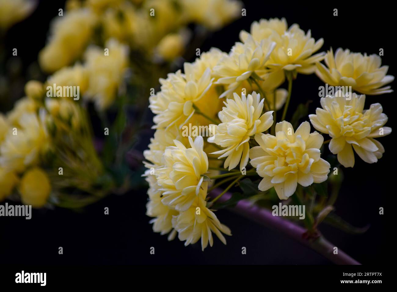 Lady bank’s rose hi-res stock photography and images - Alamy