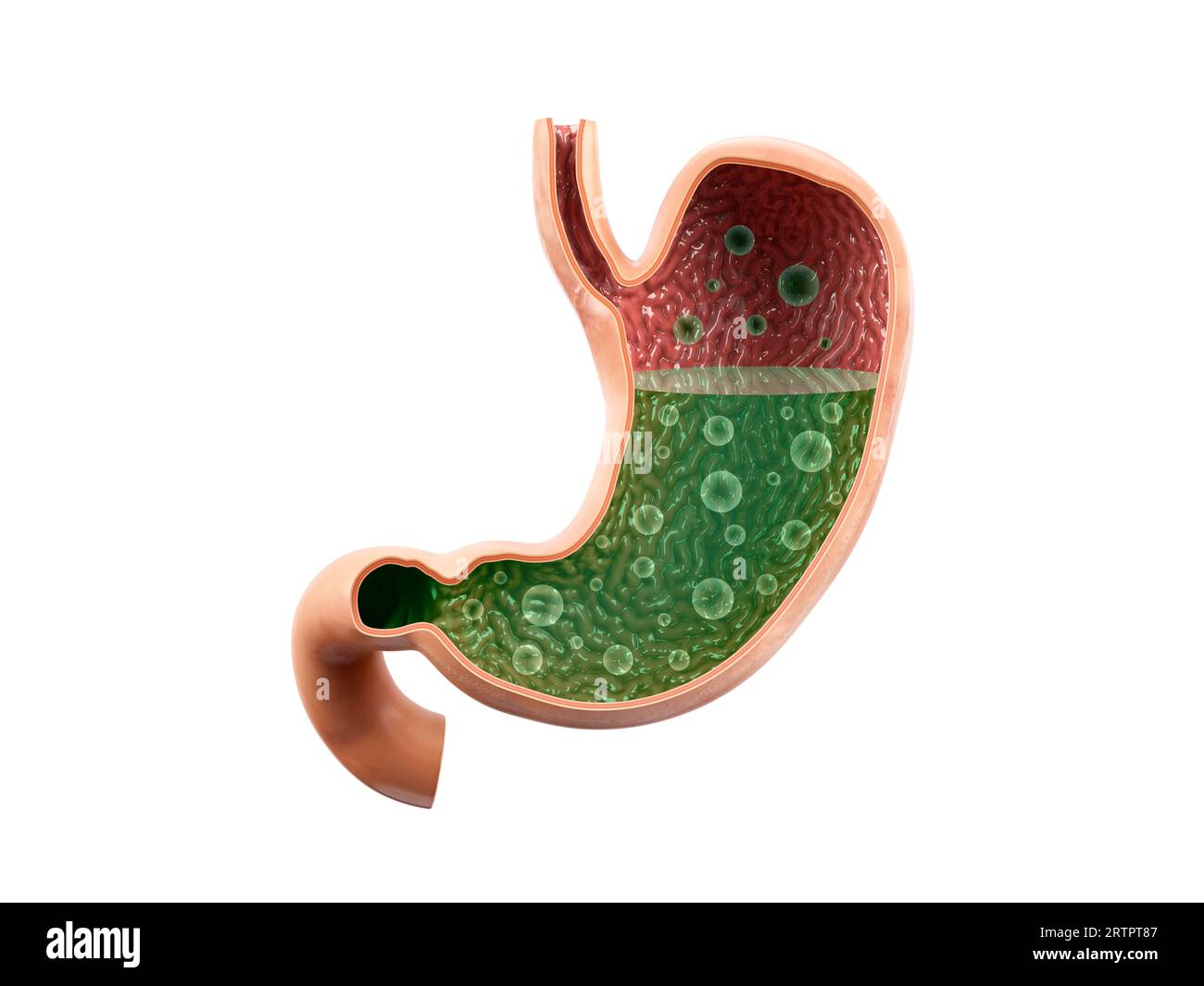 Anatomically accurate realistic 3d illustration of human internal organ ...