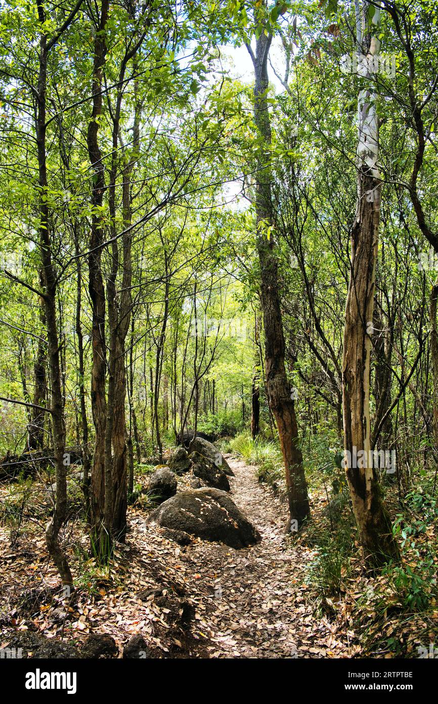 Walking track through eucalyptus forest with fresh green leaves. Castle ...