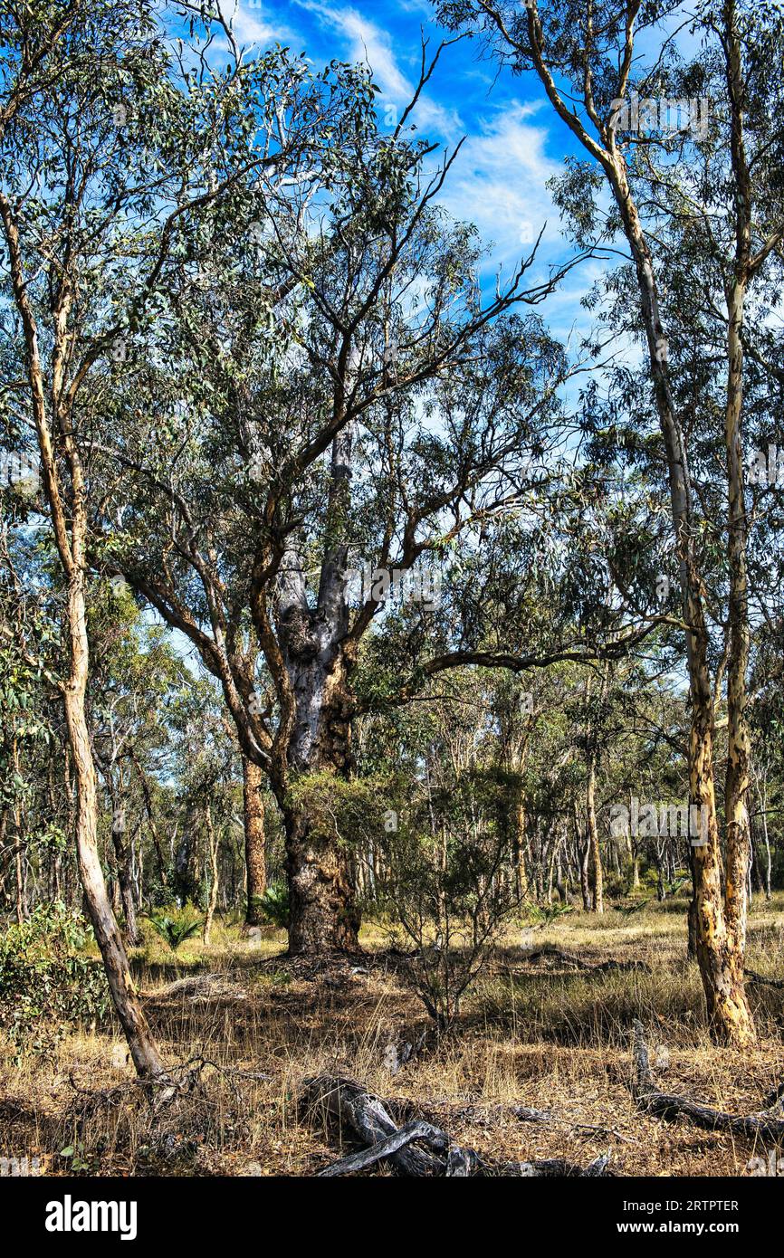 Old wandoo eucalyptus (white gum) in a wandoo forest, an endangered ...