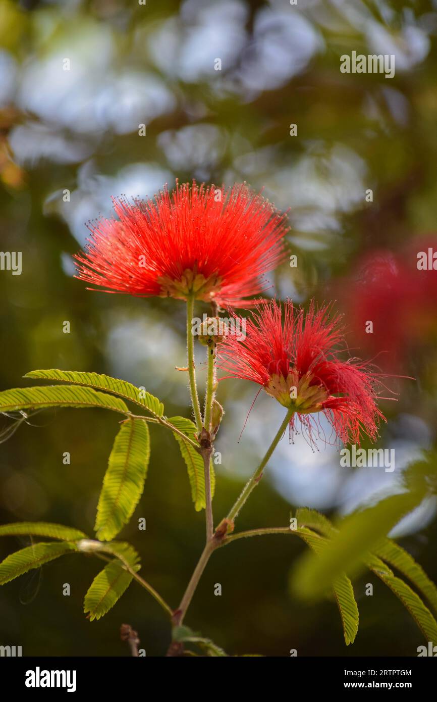 Red flowers of the plant Calliandra tweediei or red plumerillo Stock ...